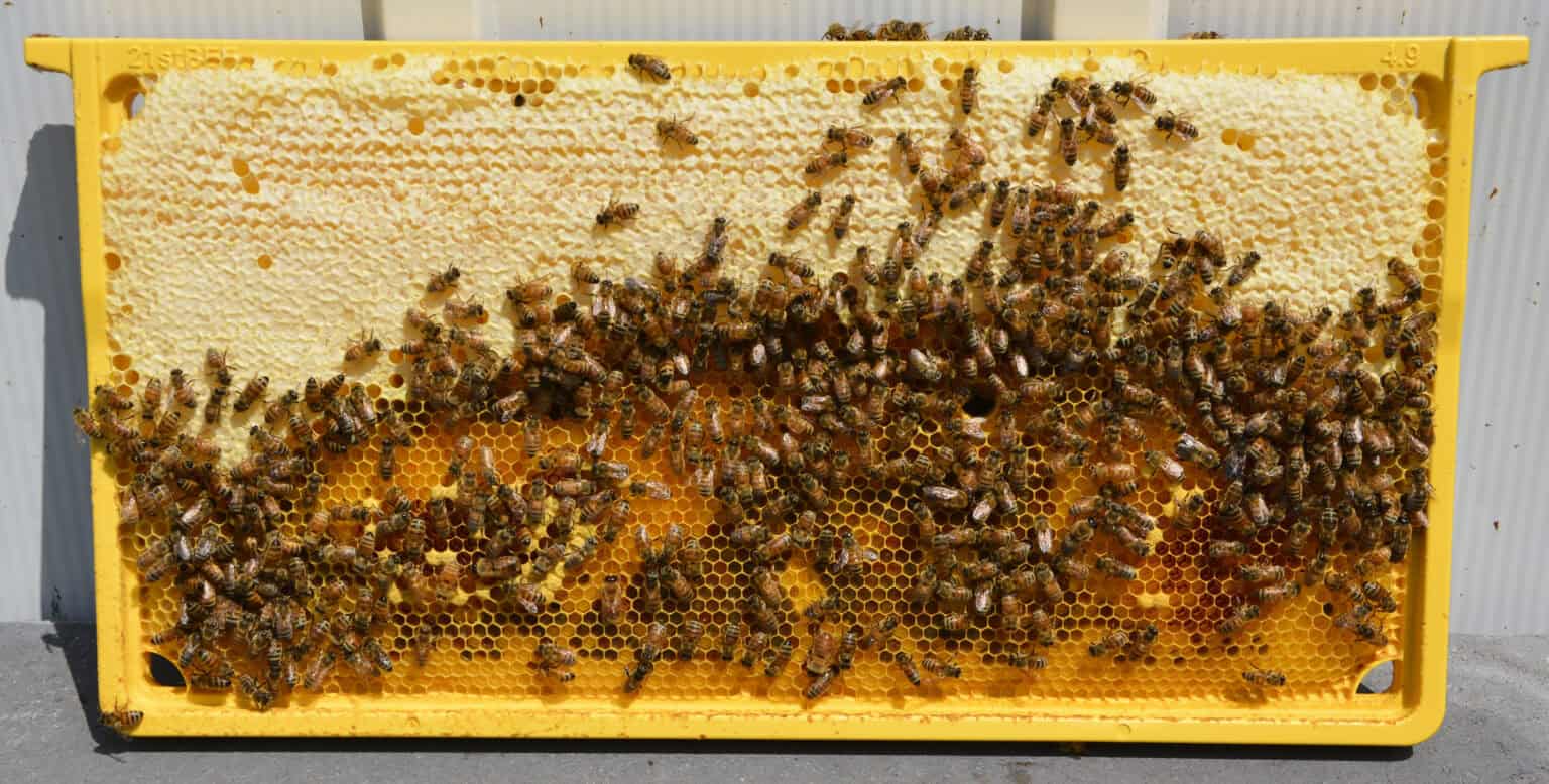 Infinity Frame - 21st Bee