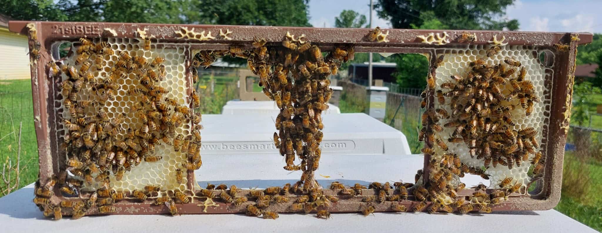 Foundationless Comb Honey Infinity Frame - 21st Bee