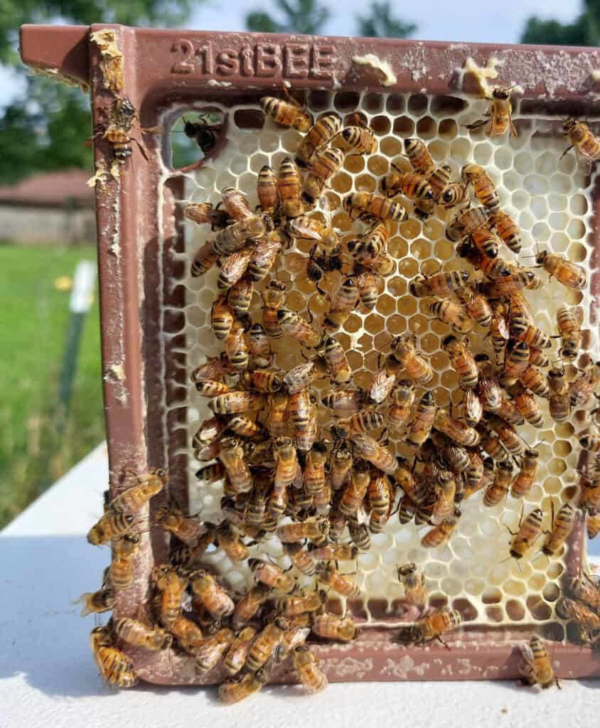 Foundationless Comb Honey Infinity Frame - 21st Bee